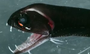 Telescope Fish: Everything You Need to Know | Surf's Up Magazine