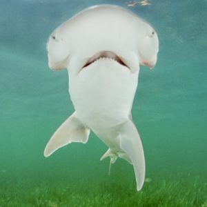 Bonnethead Shark: All You Need to Know