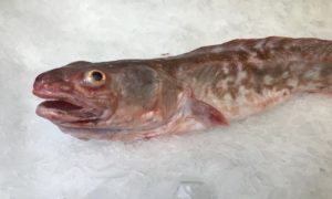 Ling Fish: All You Need to Know | Surf's Up Magazine