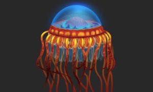 16 Types Of Jellyfish to Learn About | Surf's Up Magazine