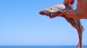 Dwarf Lantern Shark: Smallest Shark in the World