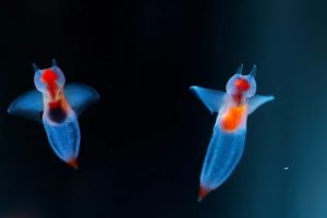 Sea Butterfly: All you Need to Know | Surf's Up Magazine