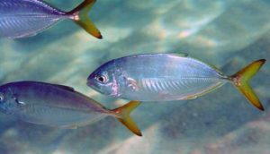 Horse Mackerel: All you Need to Know | Surf's Up Magazine