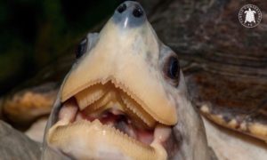 Do Turtles Have Teeth? | Surf's Up Magazine