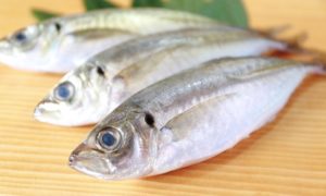 Japanese Horse Mackerel | Surf's Up Magazine