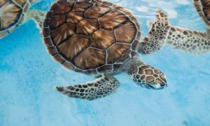 Is A Turtle Fast? | Surf's Up Magazine