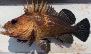 Copper Rockfish: All you need to Know