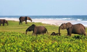 Top Gabon Beaches You Must Visit